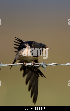 A Swallow (Hirundo rustica) stretching it's wing Stock Photo - Alamy
