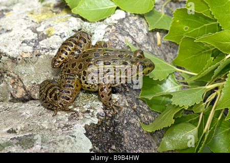 Chiricahua Leopard Frog Stock Photo - Alamy