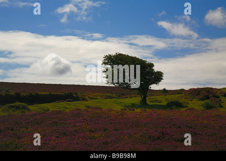 Wind blown hawthorn tree on high ground near St Austell Cornwall UK ...