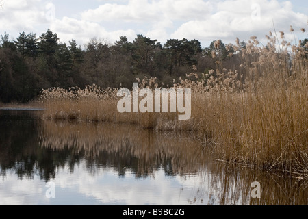 Englemere Pond, Ascot Stock Photo - Alamy