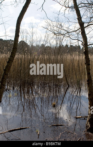 Englemere Pond, Ascot Stock Photo - Alamy