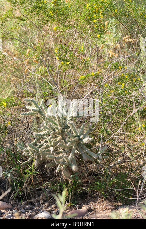 Creosote Bush in bloom Stock Photo - Alamy