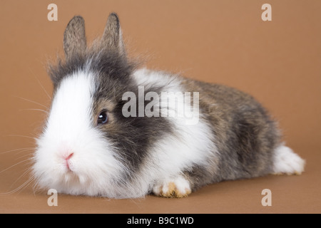 spotted bunny isolated on brown background Stock Photo - Alamy