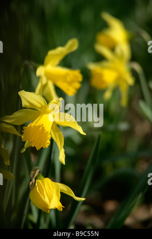 Native British wild Daffodil Stock Photo - Alamy
