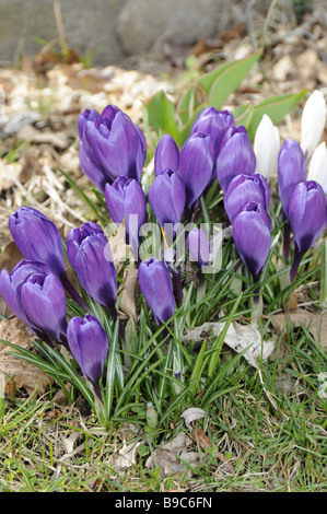 CROCUS emerging in Spring Crocus longiflorus Stock Photo - Alamy