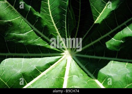 Close-up of a large green papaya leaf with prominent radiating veins ...