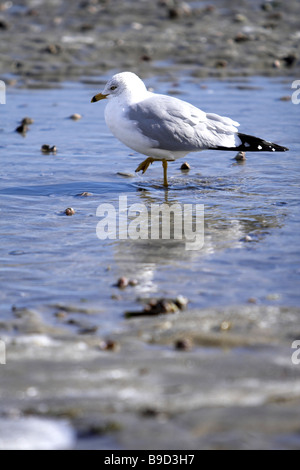 Seagull on a frozen beach in winter Stock Photo - Alamy