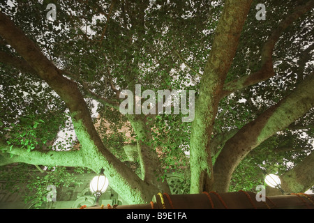 India, Bihar, Bodhgaya, Unesco World Heriatge, the Mahabodhi Temple ...
