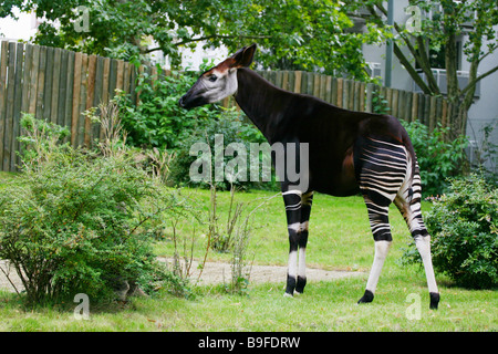 Side view of an Okapi standing, Okapia johnstoni, against white ...