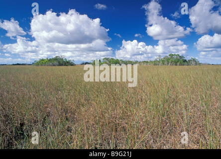 Sawgrass Prairie, morning light, Everglades National Park, Florida ...