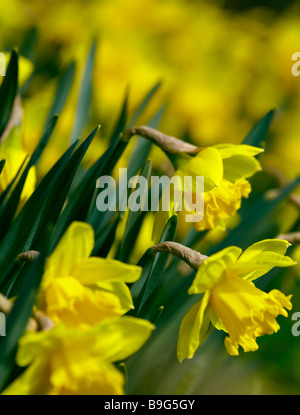 Spring Daffodils, Wordsworth Daffodil Garden, Grasmere village, Lake ...