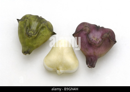 Water-nut Trapa natans three water-plant swamp-plant food exotic ...