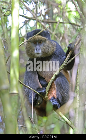 Gold-sea-cat Cercopithecus mitis kandti Stock Photo - Alamy
