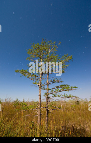 Sawgrass Prairie, morning light, Everglades National Park, Florida ...