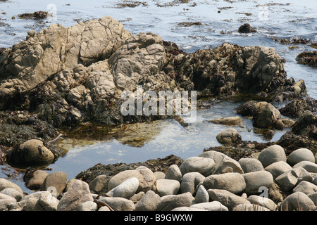 Tidal pool on the rocky California coast Stock Photo - Alamy