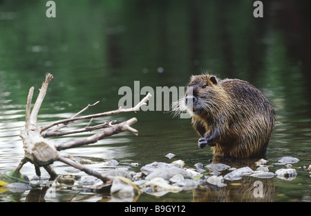 Nutria Myocastor coypus riversides stones series beaver swamp-beavers ...