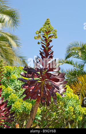 Aeonium cyclops plant, Giant Red Aeonium and flower Stock Photo - Alamy