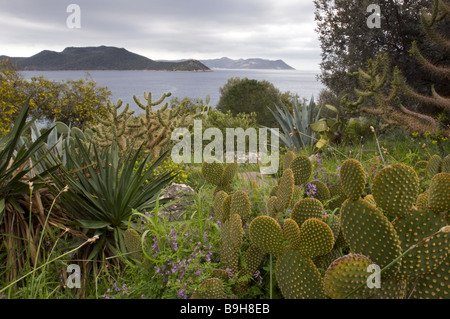 Mediterranean vegetation, Kas Turkey Stock Photo - Alamy