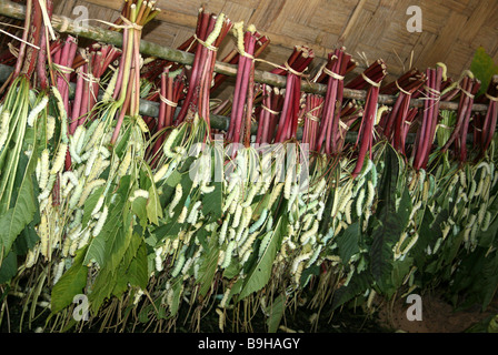 Eri Silkworms Philosamia ricini feeding on Castor Oil Plant Leaves ...