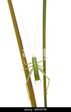 Locust two-winged bush cricket Platycleis spec. Young bush cricketn ...