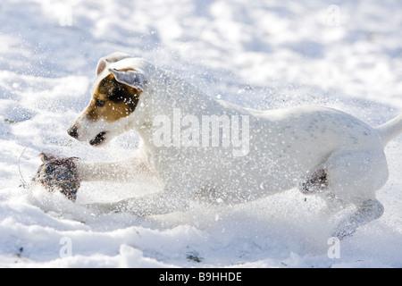 Jack Russell Terrier in the snow Stock Photo - Alamy