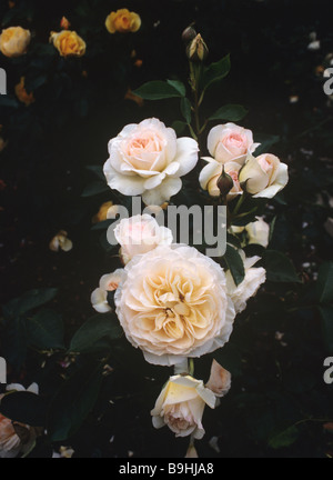 David Austin English Rose Perdita. Pale lemon old fashioned rose blooms ...