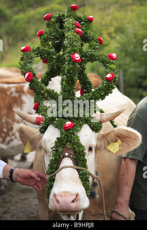 Germany Bavaria Mangfall-mountains KönigsAlp alpabtrieb cows track ...