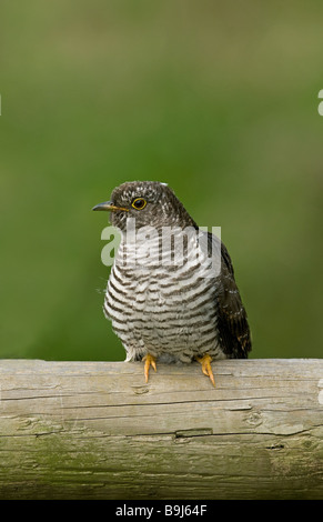 Eurasian cuckoo (Cuculus canorus), juvenile brown color morph perching ...