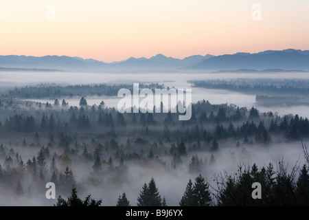 Fog in the morning forest Stock Photo - Alamy