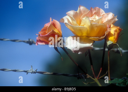 Natural defense fence with thorns Stock Photo - Alamy