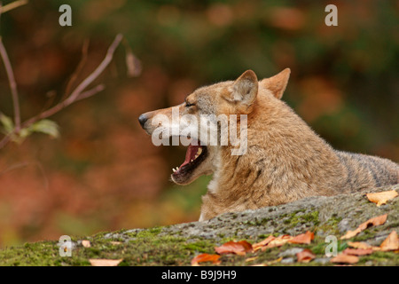 Grey Wolf (Canis lupus) in the nature Stock Photo - Alamy