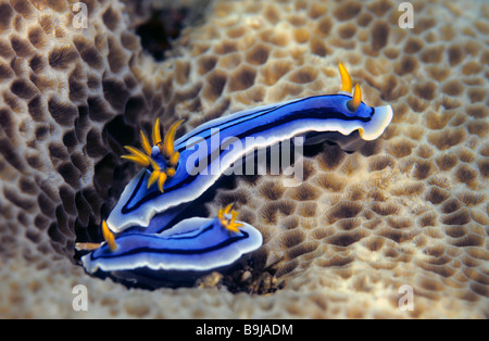 Anna's magnificent slug, Chromodoris annae, Romblon, Philippines, South ...