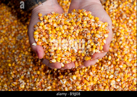 Corn grains in farmer hands Stock Photo - Alamy