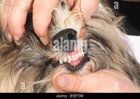 Havanese dog - checking teeth Stock Photo - Alamy