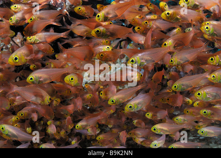 A school of Golden sweepers, Parapriacanthus ransonneti, in a small ...