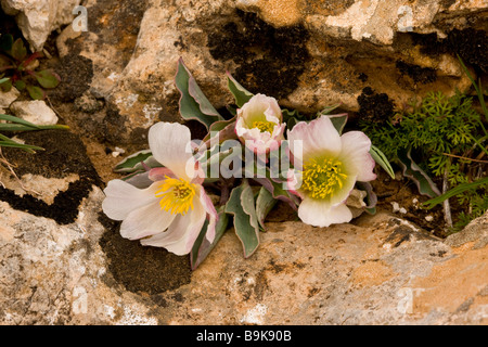 Ranunculus calandrinioides Calandrin Buttercup in limestone crevice ...