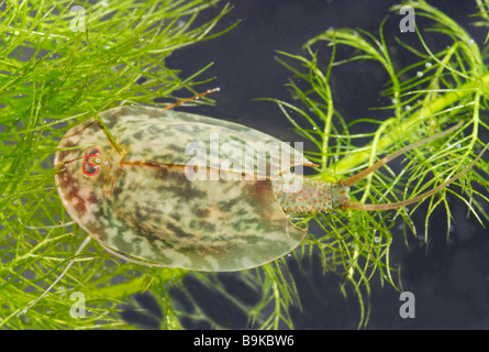 tadpole shrimp, freshwater tadpole shrimp, rice apus (Triops ...