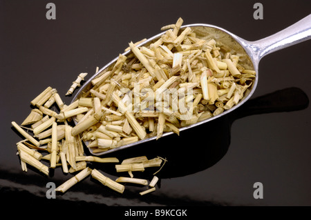 Dried roots of the medicinal plant Japanese Teasel (Dipsacus japonicus ...
