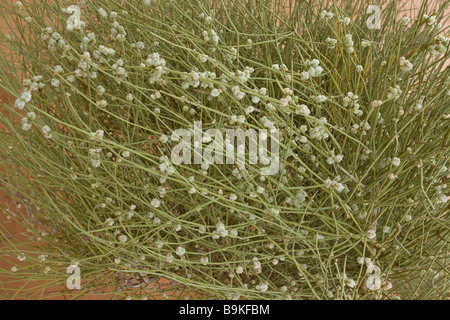 A large joint pine Ephedra major in the Moroccan Sahara Desert after ...
