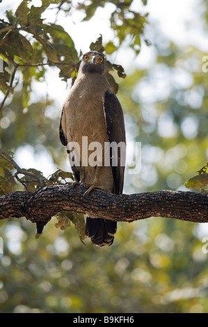 A crested serpent eagle (Spilornis cheela) with a caught snake on a ...