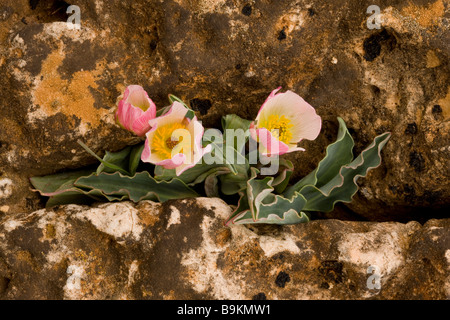 Calandrin Buttercup (Ranunculus calandrinioides) flowering in a ...