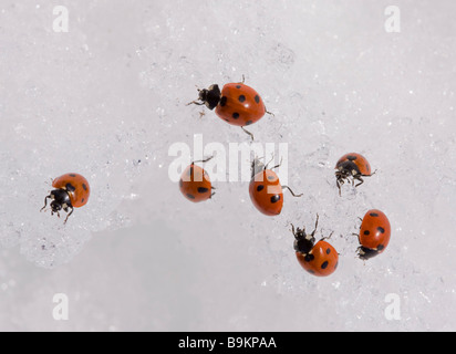 7-spot ladybirds Coccinella septempunctata gathered en masse in the ...