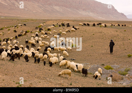 Large flock of sheep with Berber shepherd on the edge of the Sahara ...