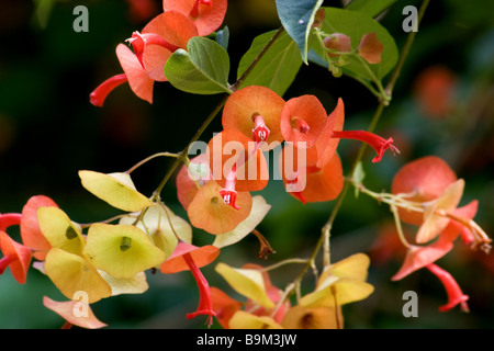Red Chinese hat plant (Holmskioldia sanguinea Stock Photo - Alamy