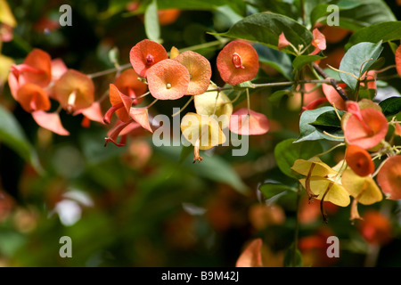 Red Chinese hat plant (Holmskioldia sanguinea Stock Photo - Alamy