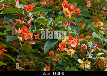 Chinese hat plant in bloom (Holmskioldia sanguinea Stock Photo - Alamy
