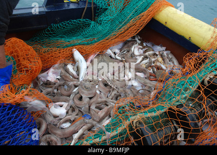 Cod end of fishing trawler net full of haddock. Georges Bank, New ...