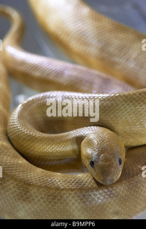 Snake Woma Aspidites ramsayi python Stock Photo - Alamy