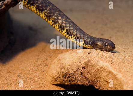 Black Tiger Snake (Notechis ater), Fam. Elapidae, A highly venomous ...