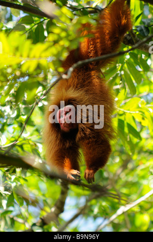 Red Uakari (Cacajao calvus) male in trees, Amazon Ecosystem, Brazil ...